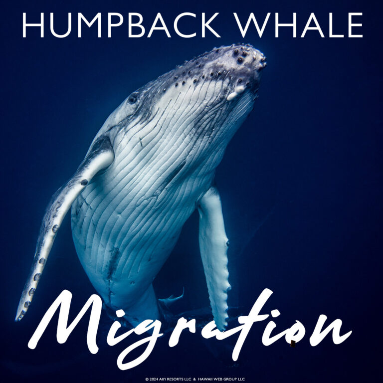 Humpback Whale Annual Migration - Maui Whale Watching Tours
