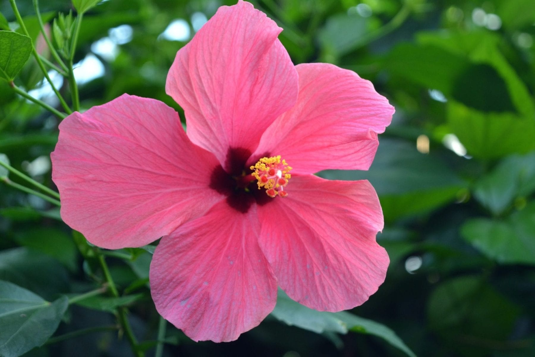 Meaning of the Hawaiian Lei - Ali'i Resorts