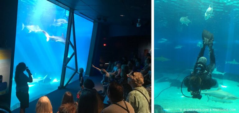 The Ultimate Maui Ocean Center Guide - Maui Aquarium