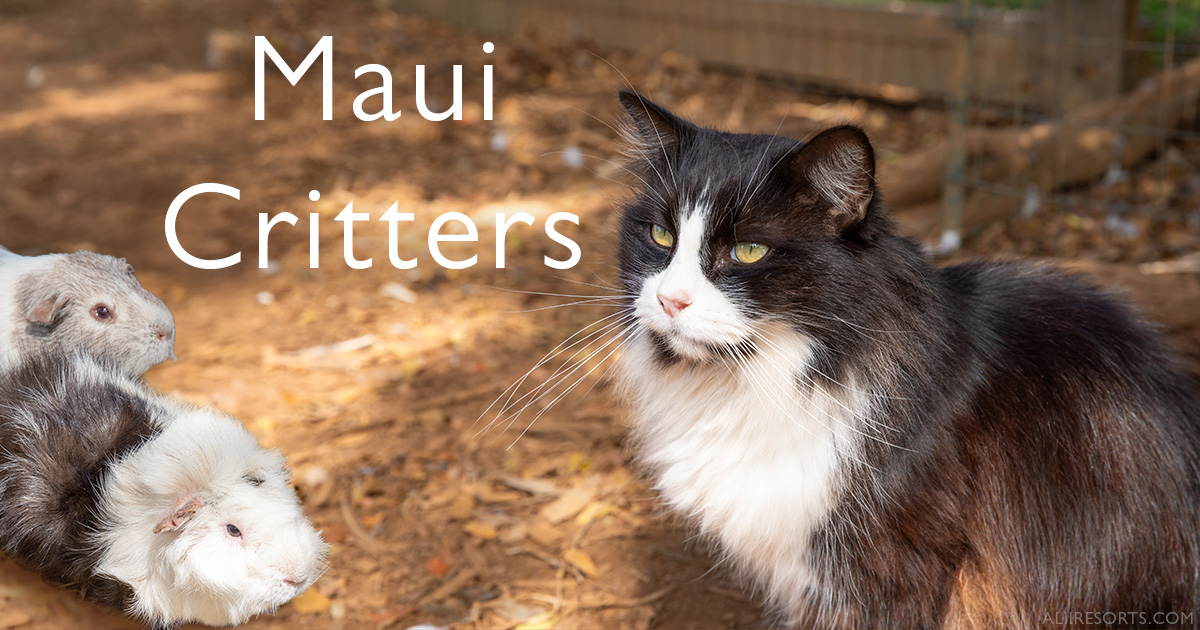 Meet the Locals: Maui Critters - Ali'i Resorts
